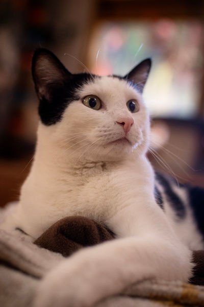 Snick's Cat Cafe – Cat Lounge, Coffee & Boutique in Wichita, KS