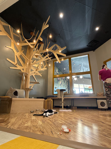 Snick's Cat Cafe – Cat Lounge, Coffee & Boutique in Wichita, KS