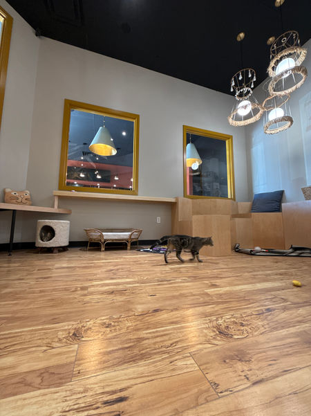 Snick's Cat Cafe – Cat Lounge, Coffee & Boutique in Wichita, KS