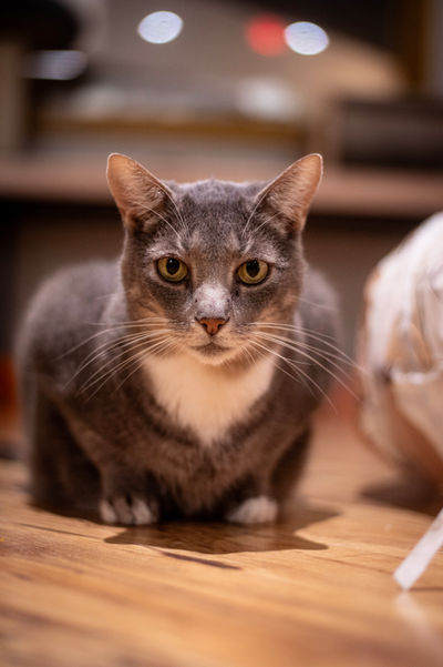 Snick's Cat Cafe – Cat Lounge, Coffee & Boutique in Wichita, KS