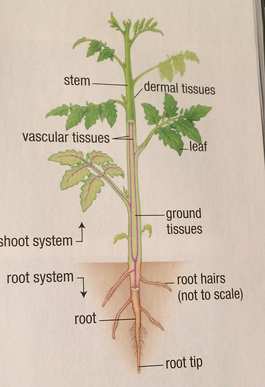Vascular Plants Diagram