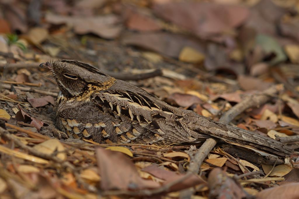 Nightjars