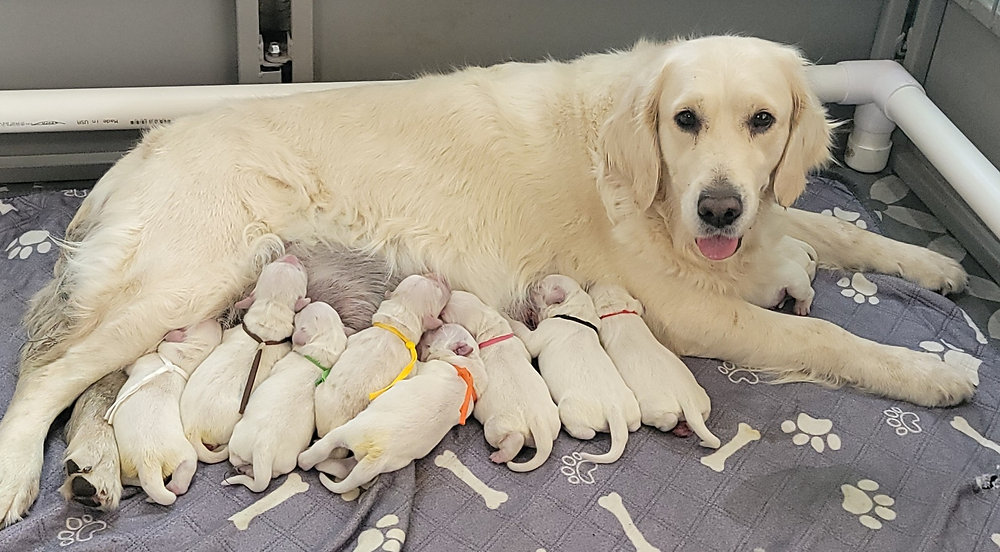 Why Back-to-Back Breeding is Healthiest for Dogs