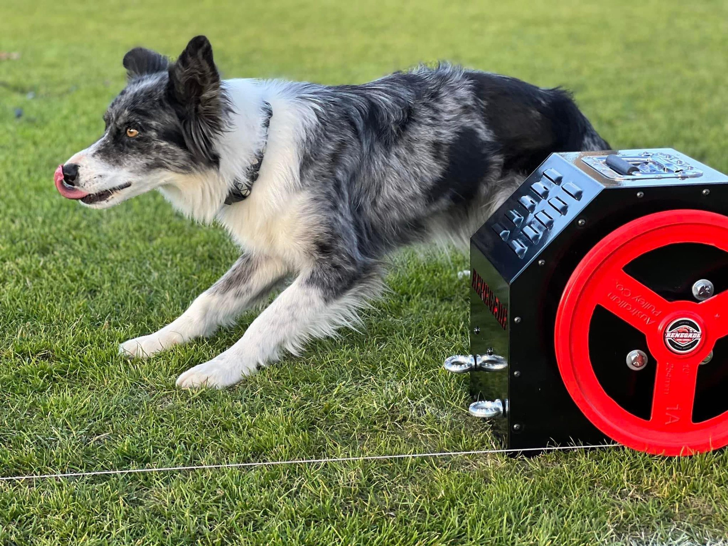 Coursing | Renegade Active Dogs