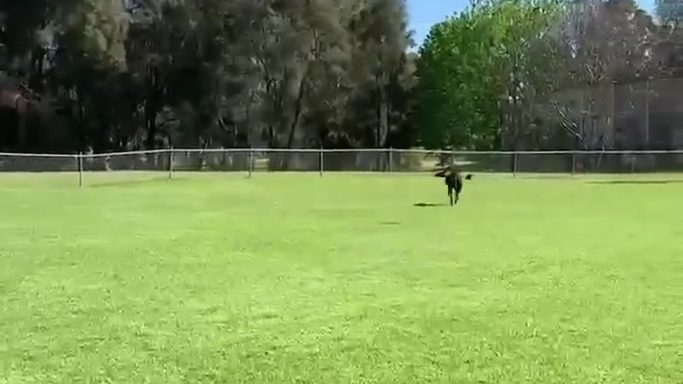 Coursing | Renegade