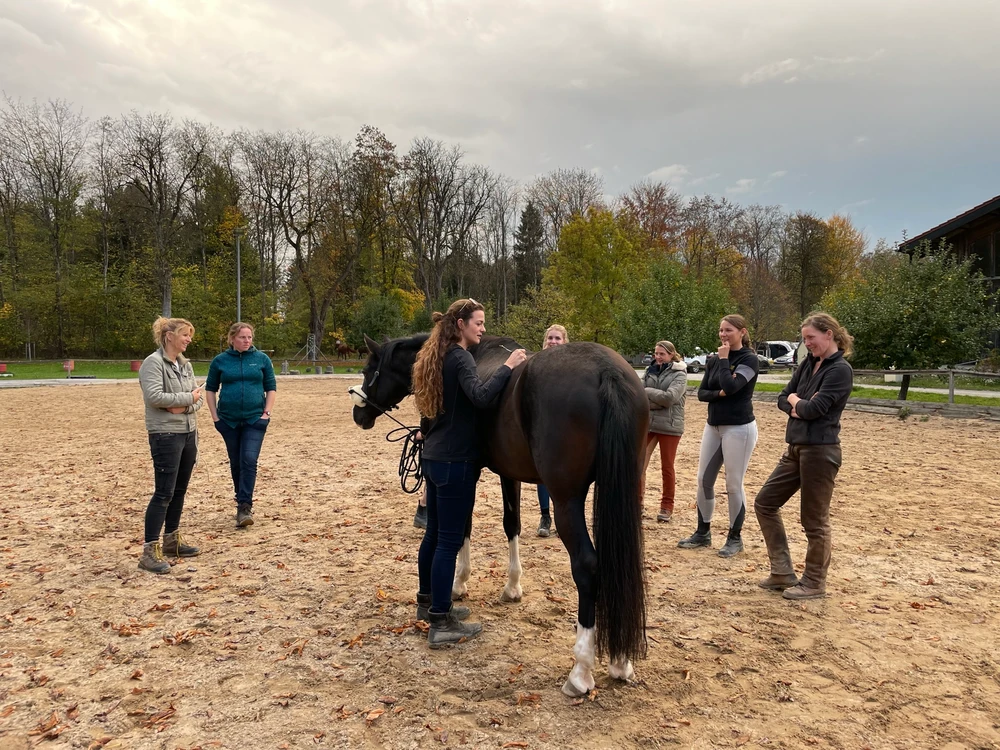 Modul 2 - Grundwissen | Horse Tensegrity Tr.