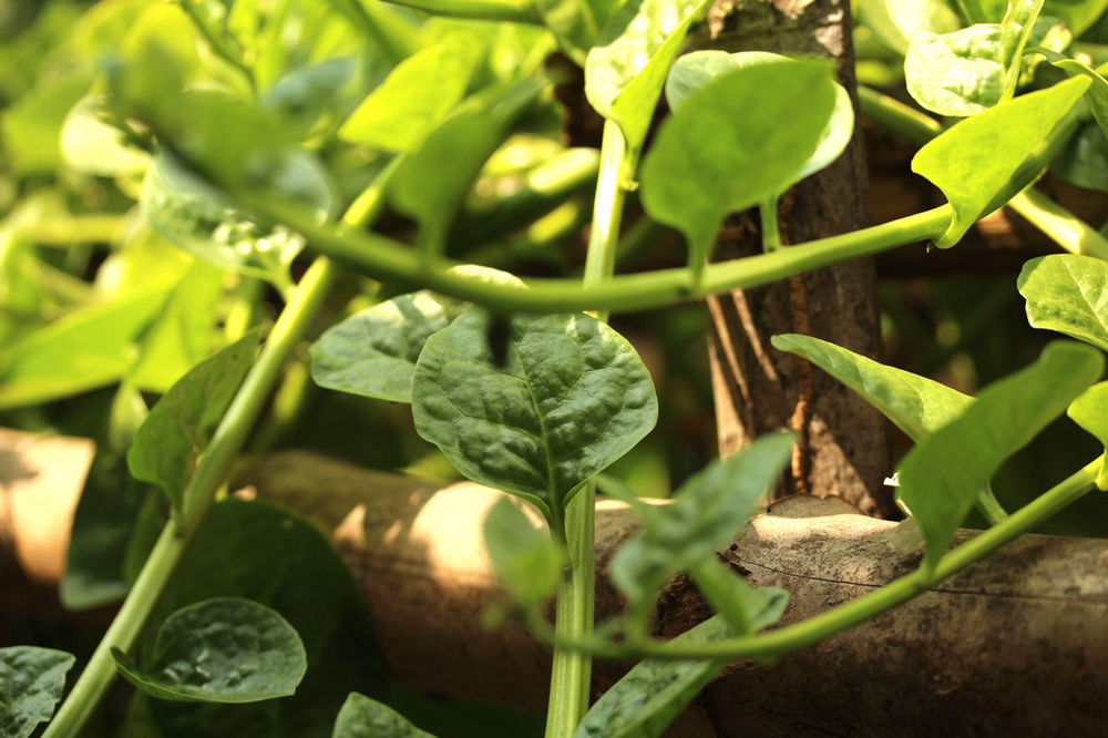 B is for Basale Soppu