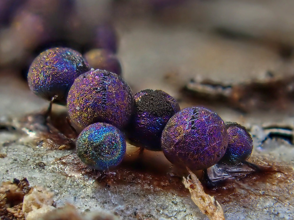 New records of slime moulds found during BioBlitz