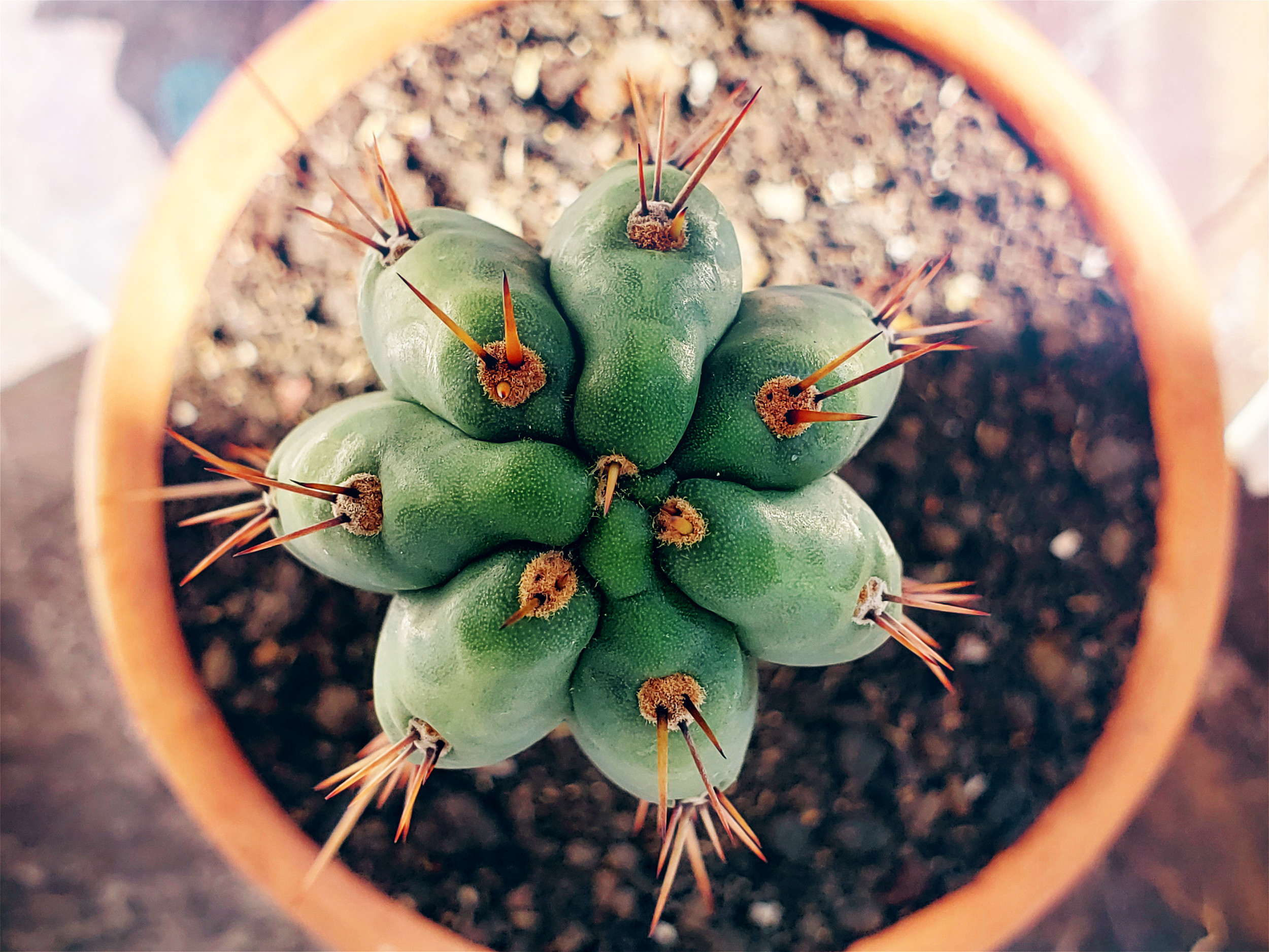 The Huachuma Project - San Pedro and Ayahuasca Retreats in Algarve ...