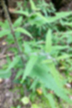 On a Pernicious Plant and the Beauty in All Things - ongaonga