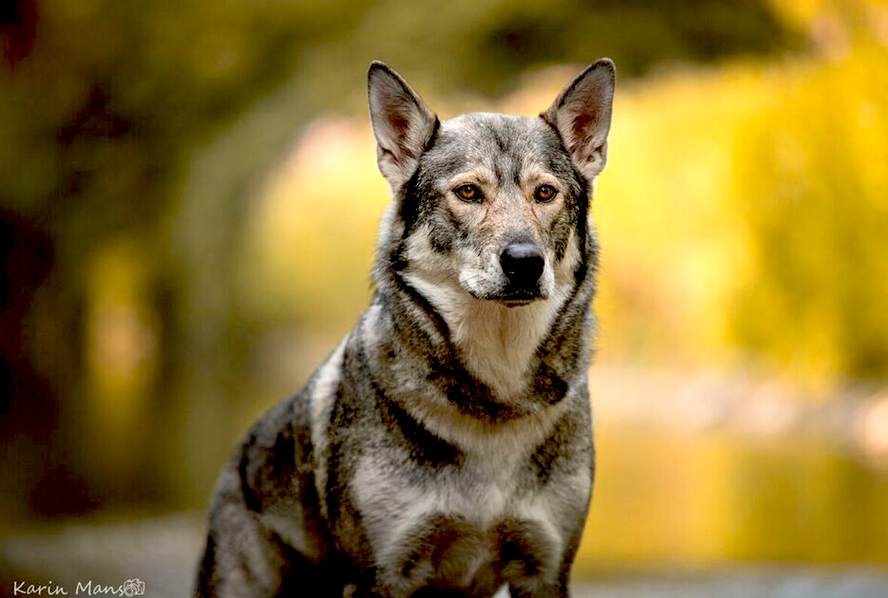 Tamaskan Germany e.V.