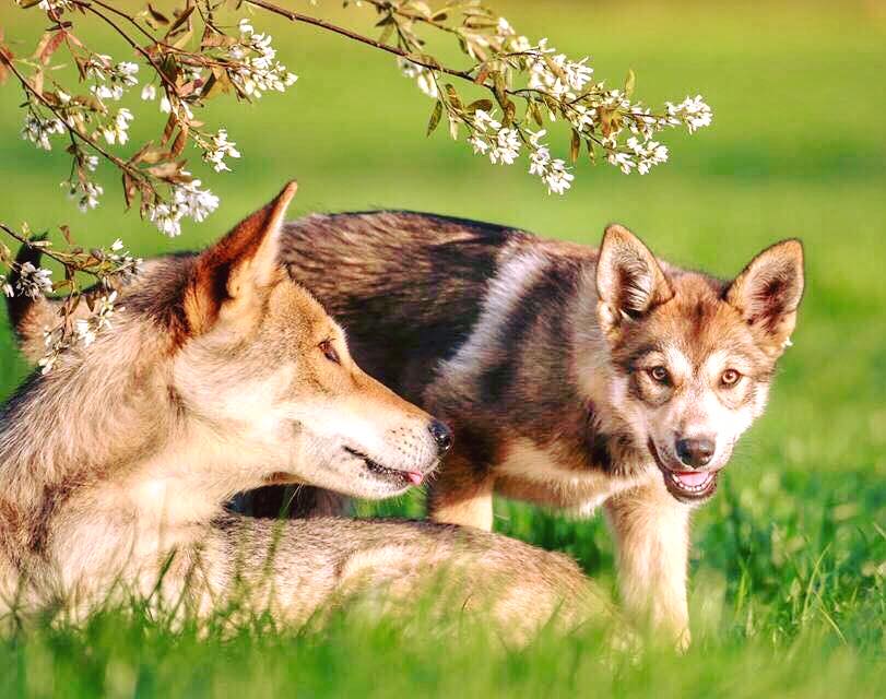 Tamaskan Germany e.V.