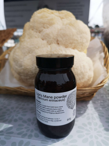 Lion's Mane powder | Paignton Mushrooms