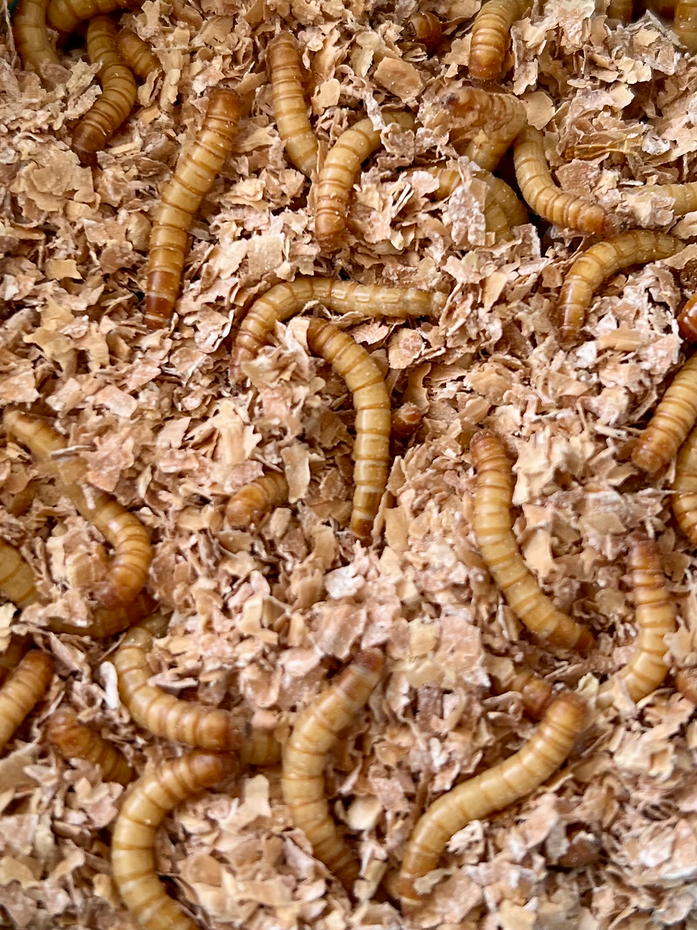 Mealworms - Organic Feeder Insects | Linda's Lab