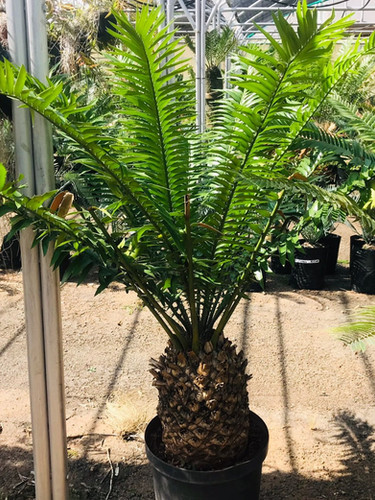 E.NATALENSIS | Cycad mad