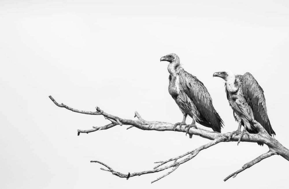 Birds I Love - Vultures | The Go-To Guy