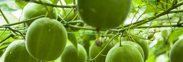 Volupta Monk Fruit Review Designer Fashion | dpise2022.dps.uminho.pt