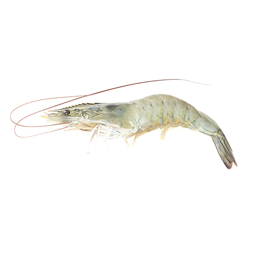 Indian White Prawn | FFECO.