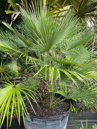 Chamaerops humilis 'Vulcano' - European Fan Palm - Mediterranean Fan ...
