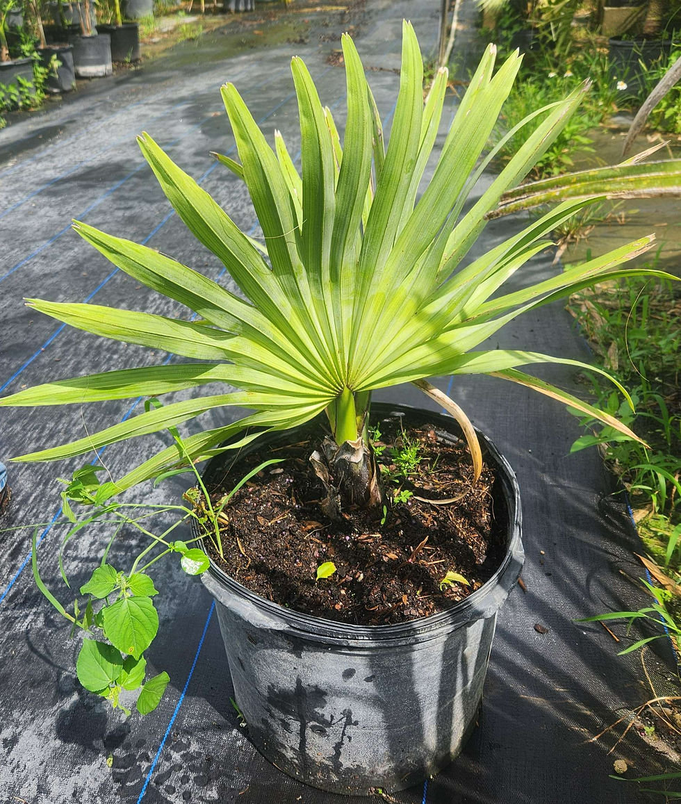 Unusual Palms and Plants - Rare Plants Florida