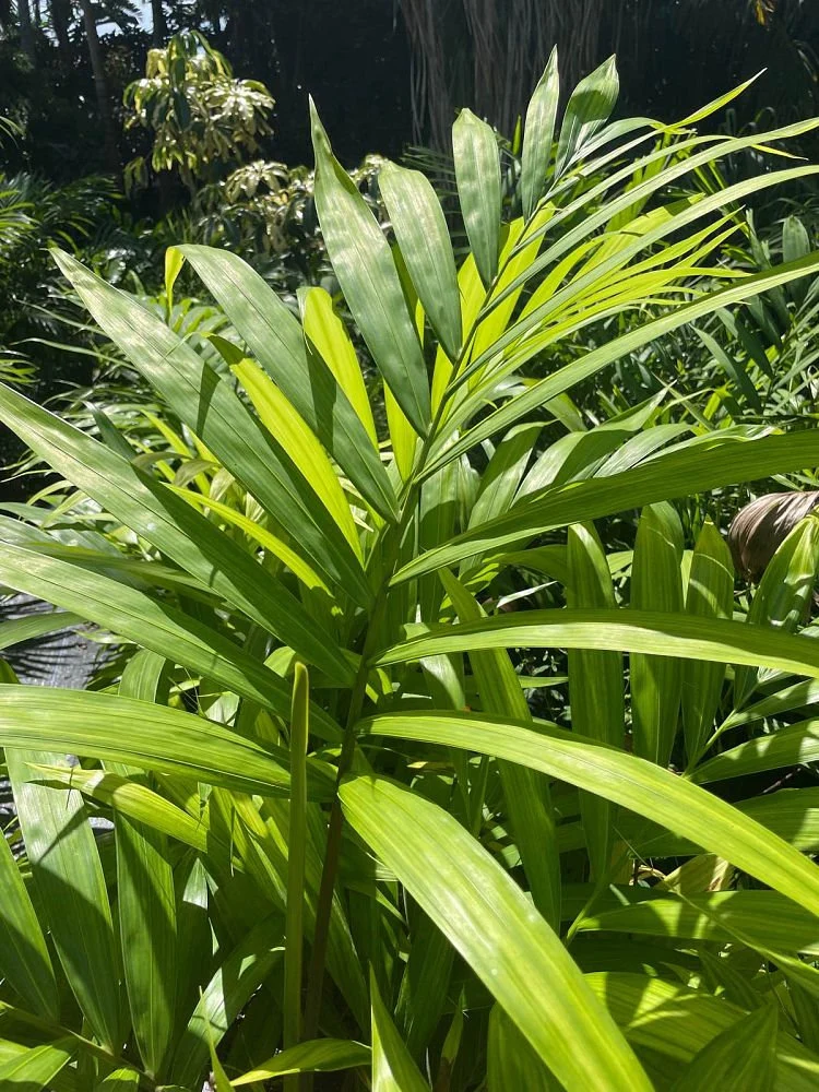 Carpentaria acuminata (Carpentaria Palm) | Unusual Palms And Pl