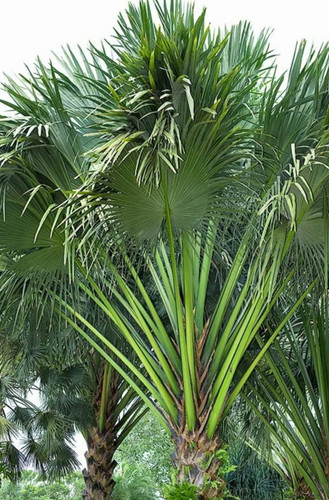 Corypha lecomtei | Unusual Palms And Pl