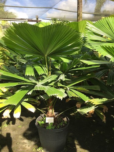 Licuala ramsayi | Unusual Palms And Pl
