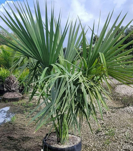 Sabal yapa | Unusual Palms And Pl