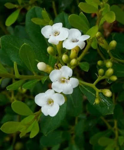Bourreria cassinifolia - Little Strongbark | Unusual Palms And Pl