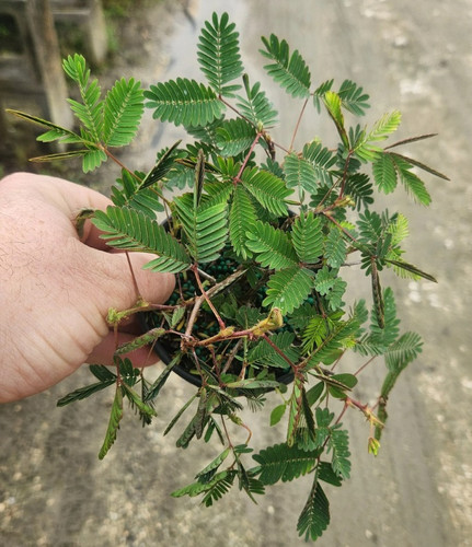 Mimosa pudica - Touch Sensitive Plant Pre Bonsai | Unusual Palms And Pl