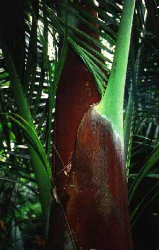 Dypsis leptocheilos - Teddy Bear Palm | Unusual Palms And Pl