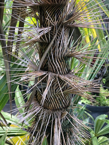Zombia antillarum -Zombi Palm | Unusual Palms And Pl