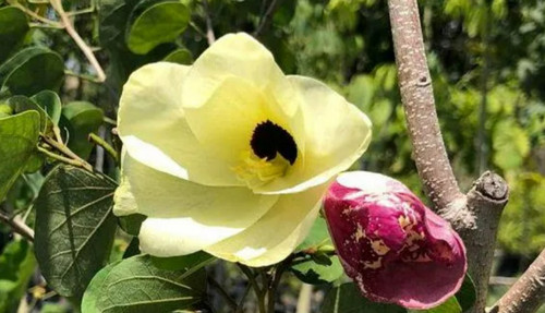 Bauhinia tomentosa - Yellow Orchid Tree - St. Thomas Tree | Unusual ...