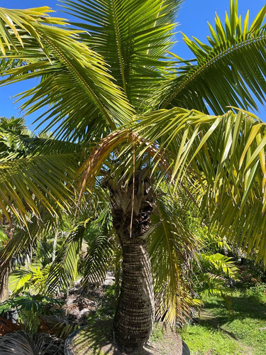 Cocos nucifera Fiji Dwarf Coconut Palm | Unusual Palms And Pl