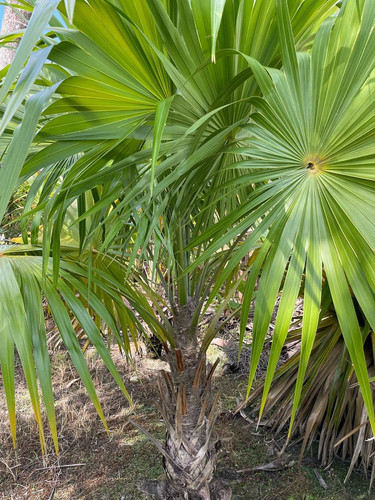 Thrinax radiata - Florida Thatch Palm | Unusual Palms And Pl