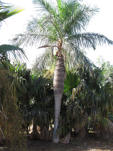 Acrocomia crispa - Gastrococos crispa - Cuban Belly Palm - Corojo Palm ...