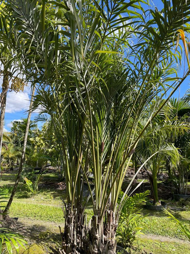 Allagoptera arenaria - Seashore Palm | Unusual Palms And Pl