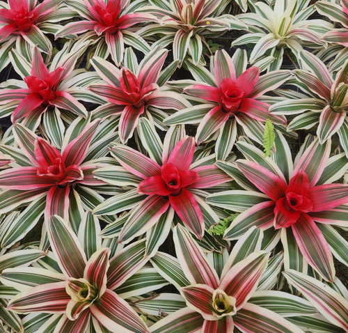 Bromeliads | Unusual Palms And Pl