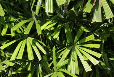 Licuala spinosa - Spiny Licuala Palm | Unusual Palms And Pl