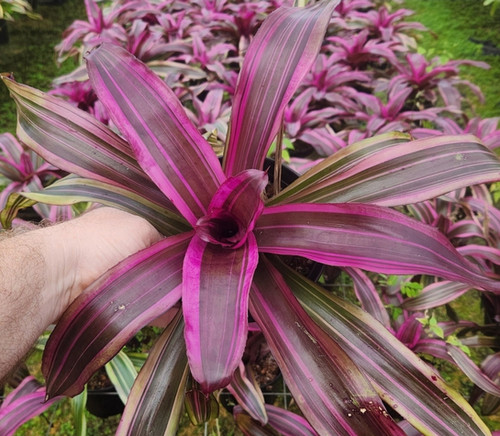 Neoregelia Hawaii Pink Magic Bromeliad | Unusual Palms And Pl