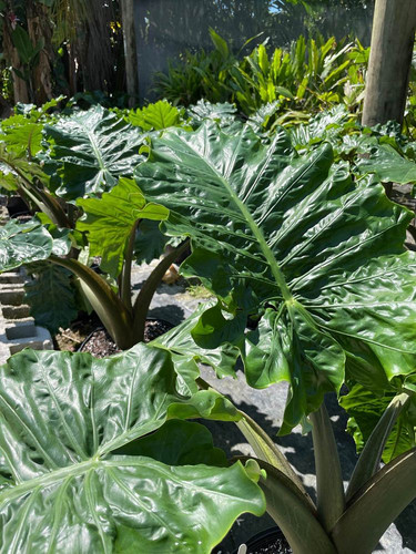 Alocasia Low Rider | Unusual Palms And Pl