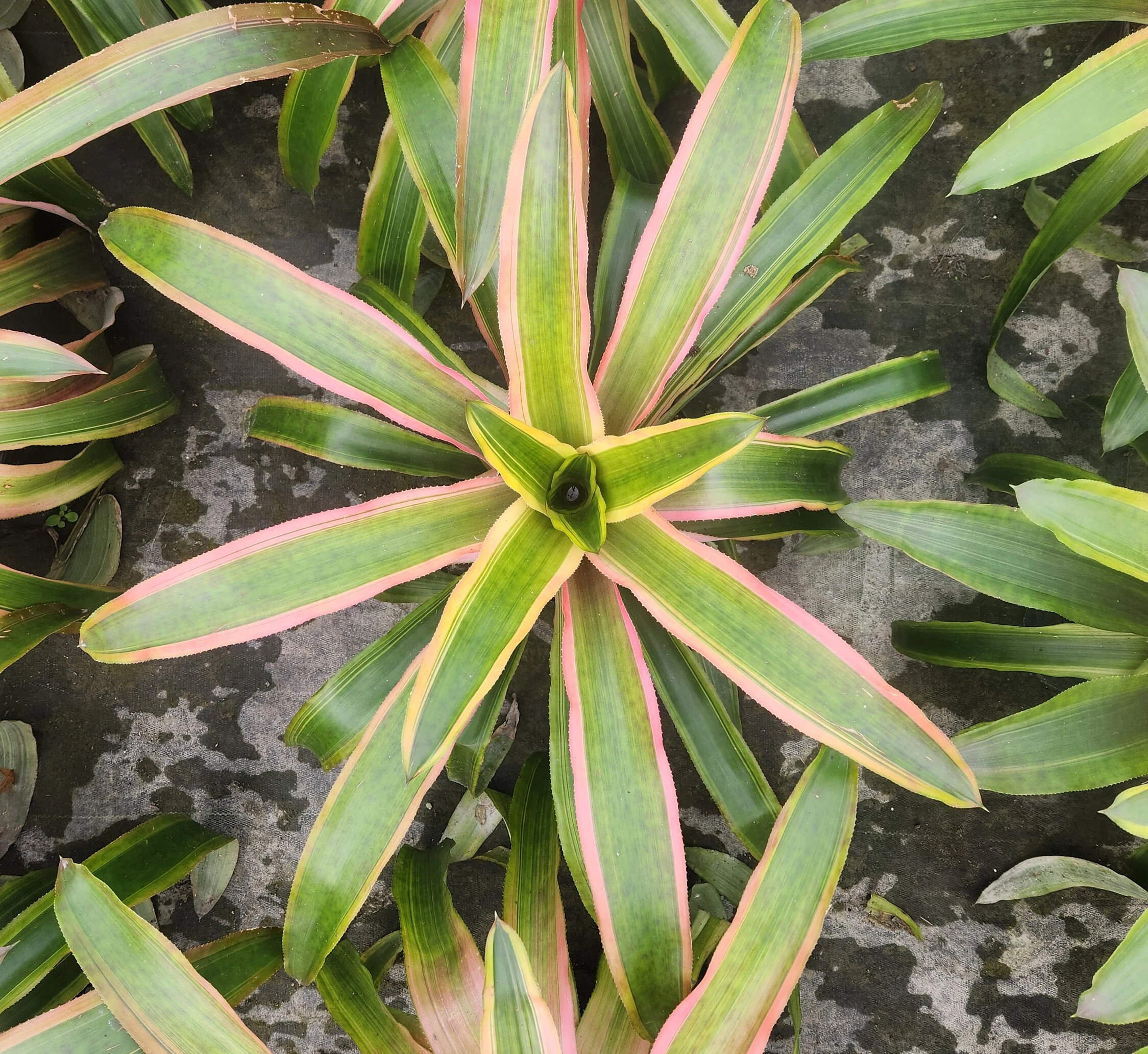 Unusual Palms and Plants - Rare Plants Florida