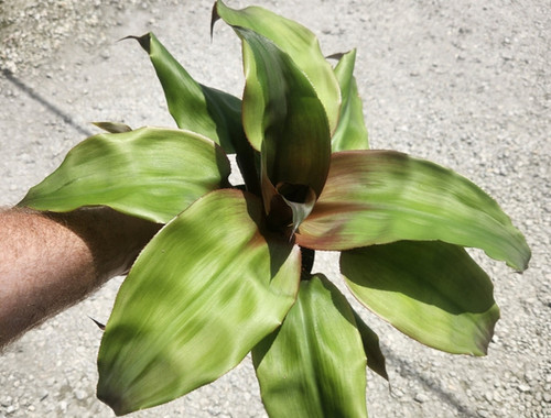 Aechmea Tayoensis Bromeliad | Unusual Palms And Pl