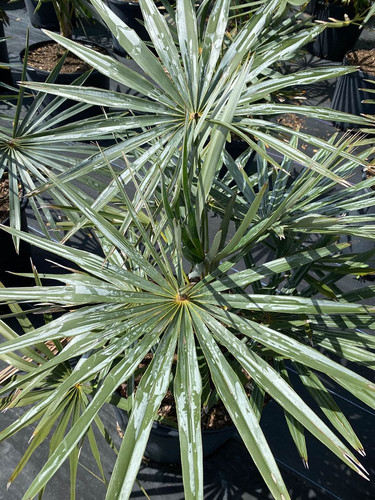 Coccothrinax macroglossa 'Azul' | Unusual Palms And Pl