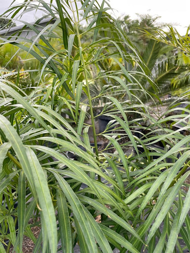Cycas debaoensis - Debao Fern - Split Leaf Cycad | Unusual Palms And Pl