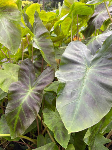 Colocasia esculenta Royal Hawaiian Aloha | Unusual Palms And Pl