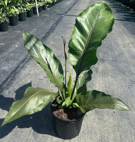 Anthurium Big Red Bird - Bird's Nest Anthurium - Anthurium cubense ...
