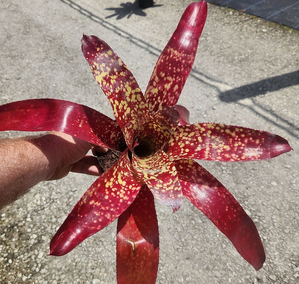 Neoregelia Tango Mango Bromeliad | Unusual Palms And Pl