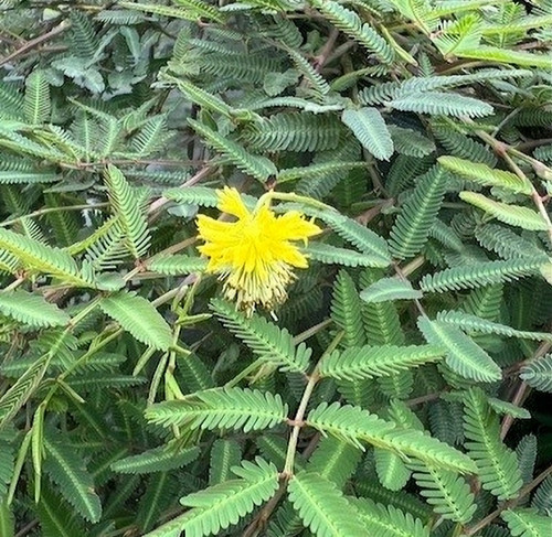 Neptunia pubescens 'pubescens' - Tropical Puff | Unusual Palms And Pl