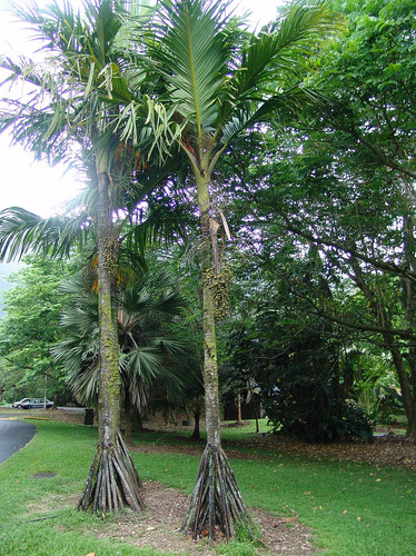 Verschaffeltia splendida - Stilt Palm | Unusual Palms And Pl